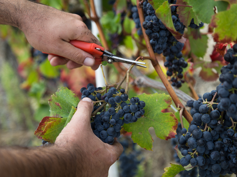 Pruning of Ste. Michelle Wine Estates workforce continues Pruning of Ste. Michelle Wine Estates workforce continues