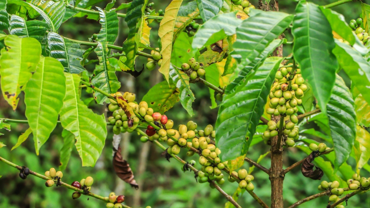 Nestlé to invest $20m in DRC coffee operations - Just Drinks